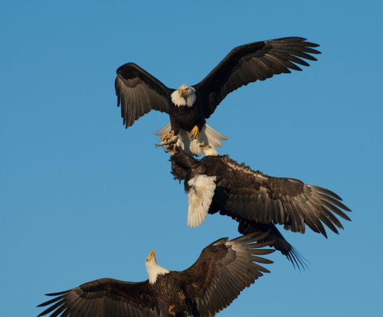 Three Bald Eagles Fight Over Fish Editorial Stock Photo - Stock Image ...