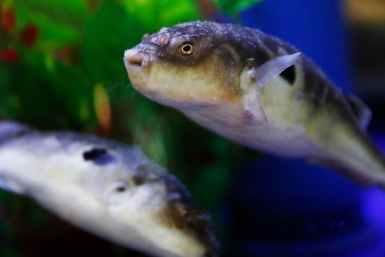 Live Pufferfish Swim Decorative Aquarium Tank Editorial Stock Photo ...