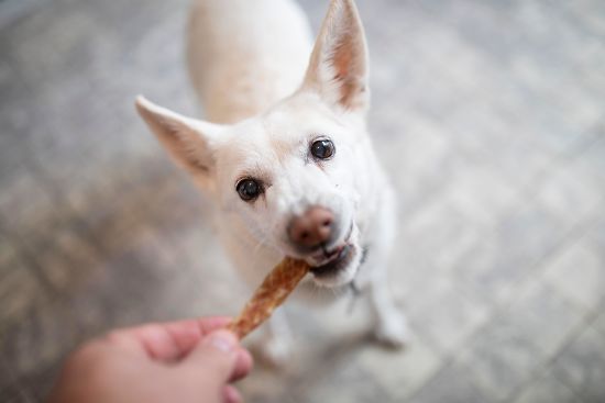 Model Released Dog Gets Treat Reward Editorial Stock Photo - Stock ...