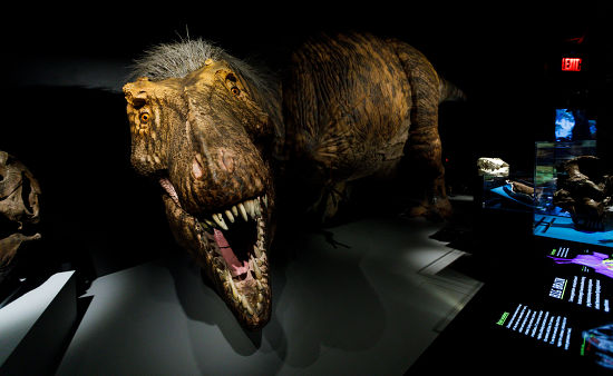 Scientifically Accurate Model Tyrannosaurus Rex Seen Editorial Stock ...