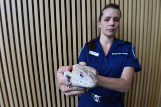 Reptile Handler Sarah Bellhuse Poses Photograph Editorial Stock Photo ...
