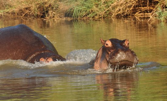 Hippo Females Chasing Each Other Editorial Stock Photo - Stock Image ...