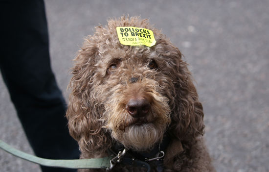 Labradoodle Dog Bollocks Brexit Sticker Hundreds Editorial Stock Photo ...