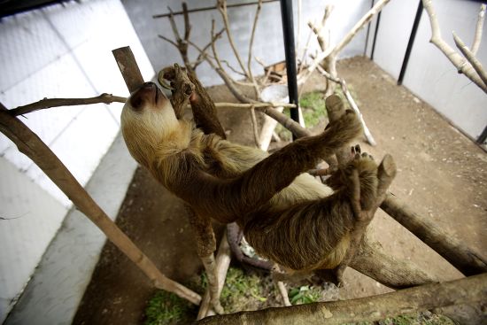 General View Specimen Sloth Sanctuary Located Editorial Stock Photo ...