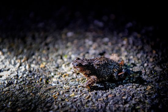 Volunteers Helps Frogs Cross Road Order Editorial Stock Photo - Stock ...