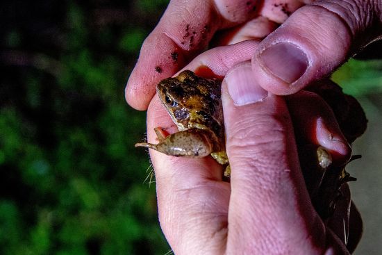Volunteers Helps Frogs Cross Road Order Editorial Stock Photo - Stock ...