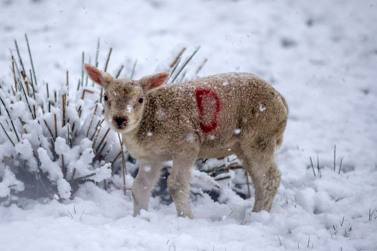 Lamb Snow Covered Field Near Village Editorial Stock Photo - Stock ...