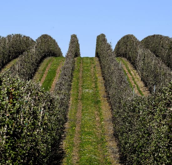 View Shows Fruit Orchard Near Grimma Editorial Stock Photo - Stock ...