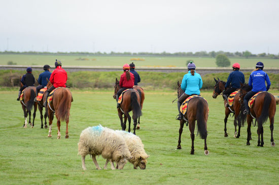 Currabeg Stables Curragh John Oxx Trained Editorial Stock Photo - Stock ...