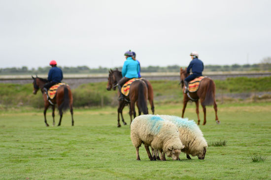 Currabeg Stables Curragh John Oxx Trained Editorial Stock Photo - Stock ...
