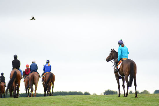 Currabeg Stables Curragh John Oxx Trained Editorial Stock Photo - Stock ...