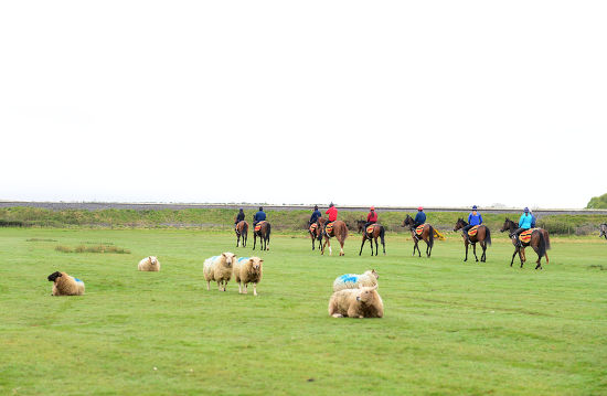Currabeg Stables Curragh John Oxx Trained Editorial Stock Photo - Stock ...