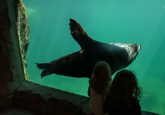 Seals Frolick Newly Opened Outdoor Enclosure Editorial Stock Photo ...