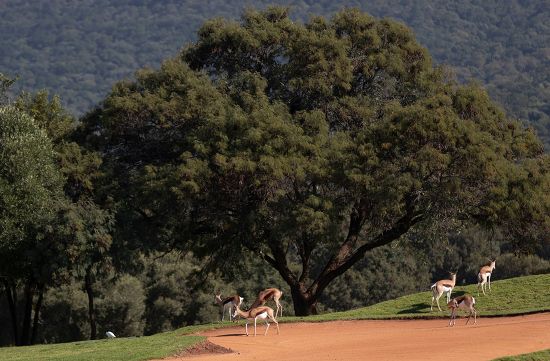 Herd Springbok Walk Across Golf Course Editorial Stock Photo - Stock ...
