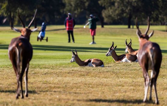 Springbok Blesbok Front Golfers During Round Editorial Stock Photo ...