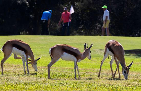 Springbok Graze On Golf Course Golfers Editorial Stock Photo - Stock ...