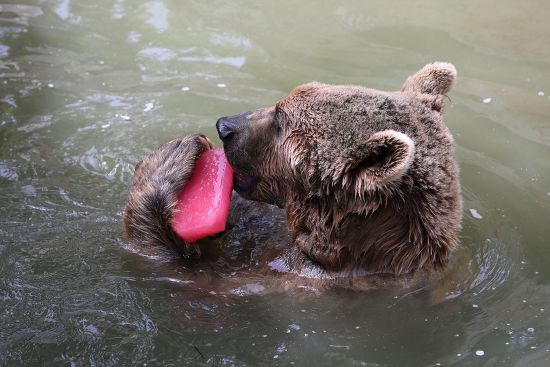 Syrian Brown Bear Eating Fruits Ice Editorial Stock Photo - Stock Image ...