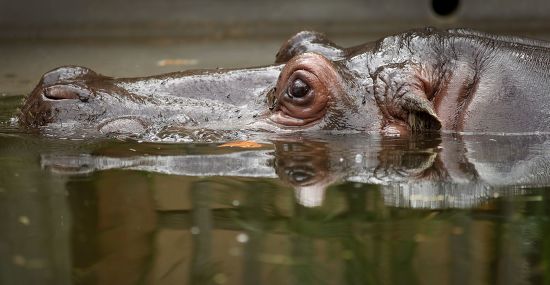 Hippopotamus Seen Adelaide Zoo Adelaide South Editorial Stock Photo ...