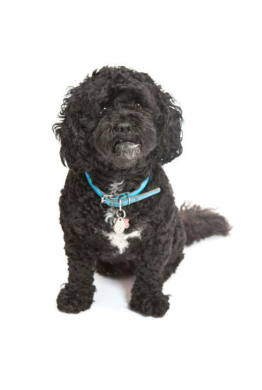 Tribreed Dog Feature Stacey Craven Owns Editorial Stock Photo - Stock ...