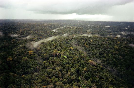 Aerial Photo Guyana Jungle Fbi Photo Editorial Stock Photo - Stock ...