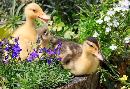 Three Fluffy Duckling Have Been Born Editorial Stock Photo - Stock ...