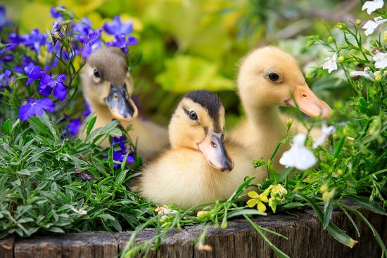Three Fluffy Duckling Have Been Born Editorial Stock Photo - Stock ...