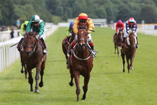 Gold Mount 5 Ridden By Andrea Editorial Stock Photo - Stock Image ...