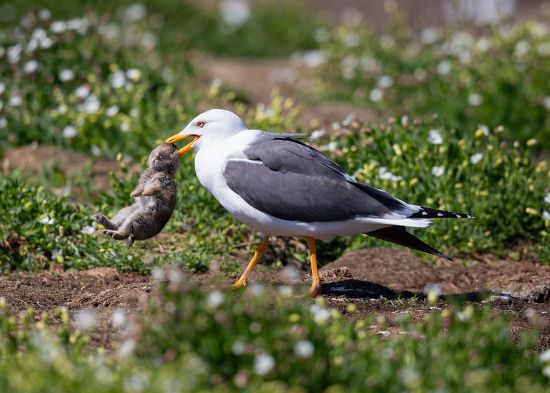 Seagull Rabbit Editorial Stock Photo - Stock Image | Shutterstock