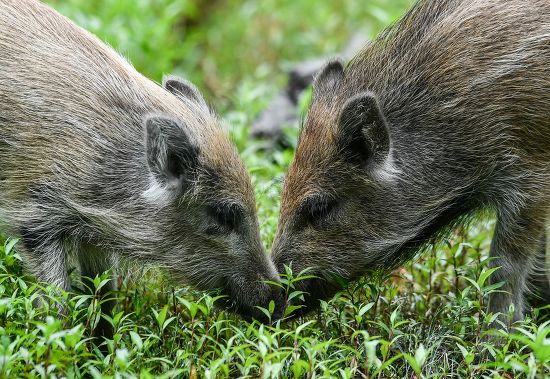 Two Wild Pigs Seen Theirs Corral Editorial Stock Photo - Stock Image ...