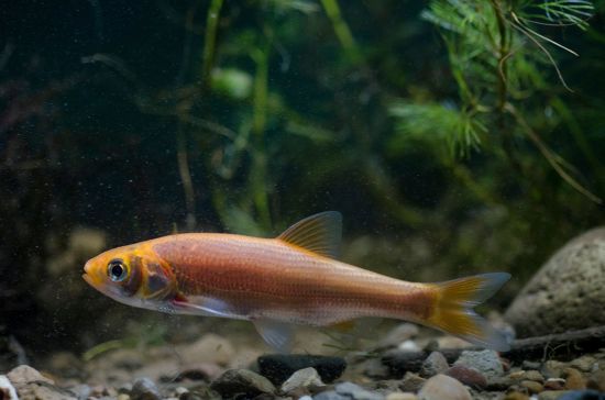 Fish 33 Golden Orfe Coventry Editorial Stock Photo - Stock Image ...