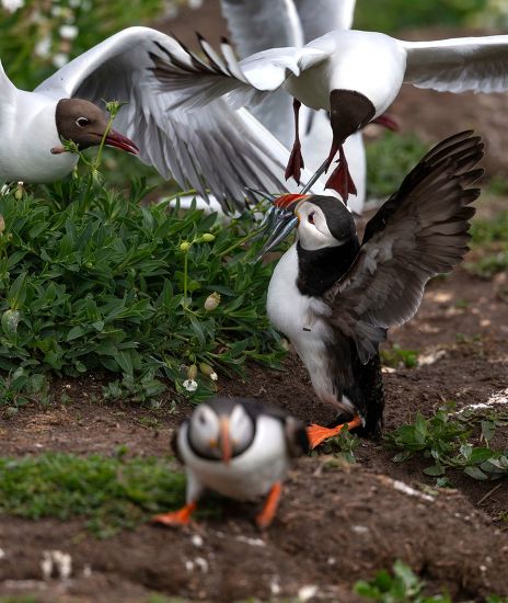 Puffin Beak Full Eels Mobbed By Editorial Stock Photo - Stock Image ...