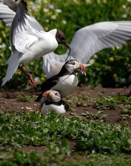Puffin Beak Full Eels Mobbed By Editorial Stock Photo - Stock Image ...