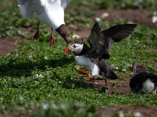 Puffin Beak Full Eels Mobbed By Editorial Stock Photo - Stock Image ...