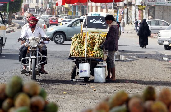 Yemeni Vendor Displays Prickly Pear Fruits Editorial Stock Photo ...