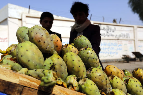 Yemeni Vendor R Displays Prickly Pear Editorial Stock Photo - Stock ...
