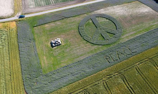 Peace Sign Cut On Field Scorpion Editorial Stock Photo - Stock Image ...