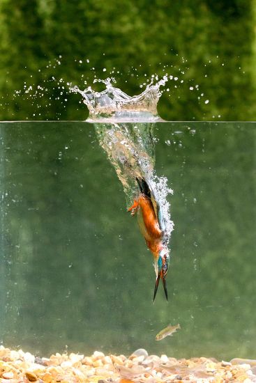 Sequence 1 3 Tiny Fish Escapes Editorial Stock Photo - Stock Image ...