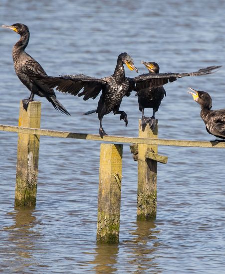 Cormorant Looks Like Walking On Balance Editorial Stock Photo - Stock ...