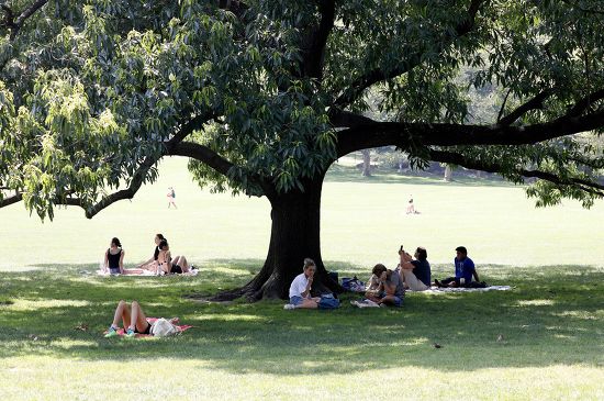 People Sit Shade Under Tree Sheep Editorial Stock Photo - Stock Image ...