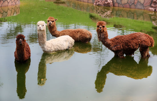 Alpacas Cool Off Water Editorial Stock Photo - Stock Image | Shutterstock