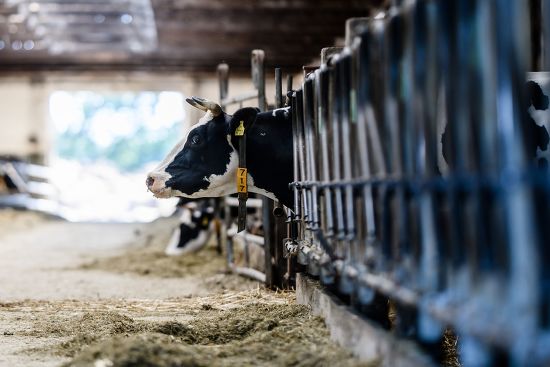 Cow Sticks Head Through Fence Ecological Editorial Stock Photo - Stock ...