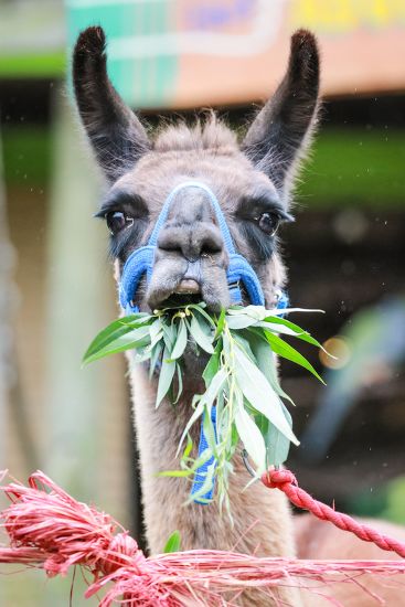 Ande Llama Officially Opens Zsl London Editorial Stock Photo - Stock ...
