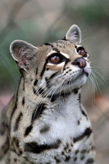 Oncilla Leopardus Tigrinus Seen National Center Editorial Stock Photo ...