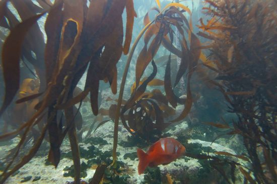 Red Roman Fish Swims Kelp Forest Editorial Stock Photo - Stock Image ...