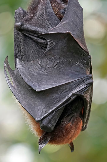 Flying Fox Pteropus Aruensis Hangs Enclosure Editorial Stock Photo ...