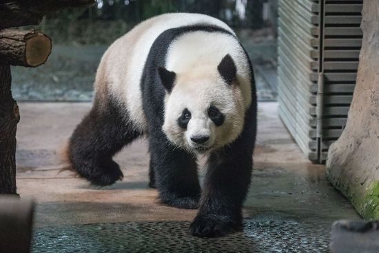 Giant Panda Bear Male Jiao Qing Editorial Stock Photo - Stock Image ...