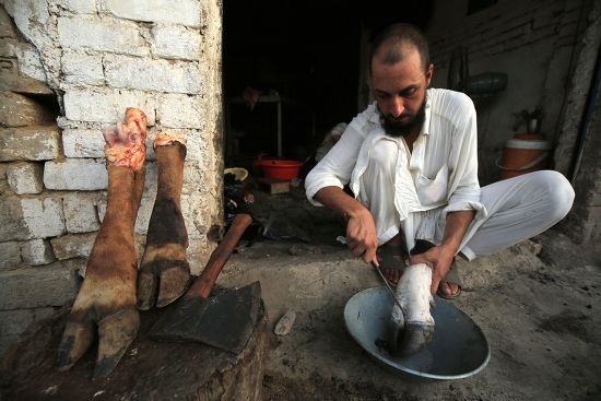Pakistani Men Preparing Sacrificial Animals Legs Editorial Stock Photo ...