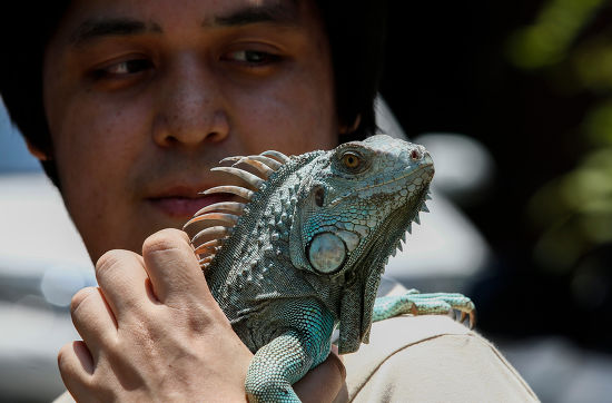 Filipino Sherwin Crisostomo Holds Iguana Lizard Editorial Stock Photo ...