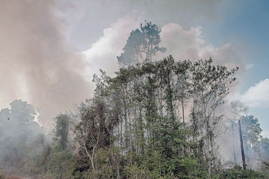 Fire Burns Jungle Area Jacunda National Editorial Stock Photo - Stock ...