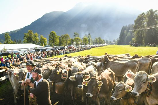 Herdsmen Tend Herd Cows During Traditional Editorial Stock Photo ...